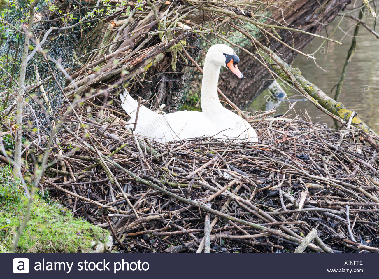 Nest Of Mute Swan High Resolution Stock Photography and Images - Alamy