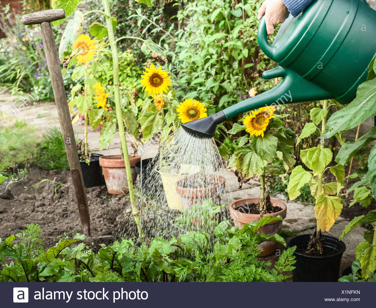 Woman Sunflower Garden High Resolution Stock Photography and Images - Alamy