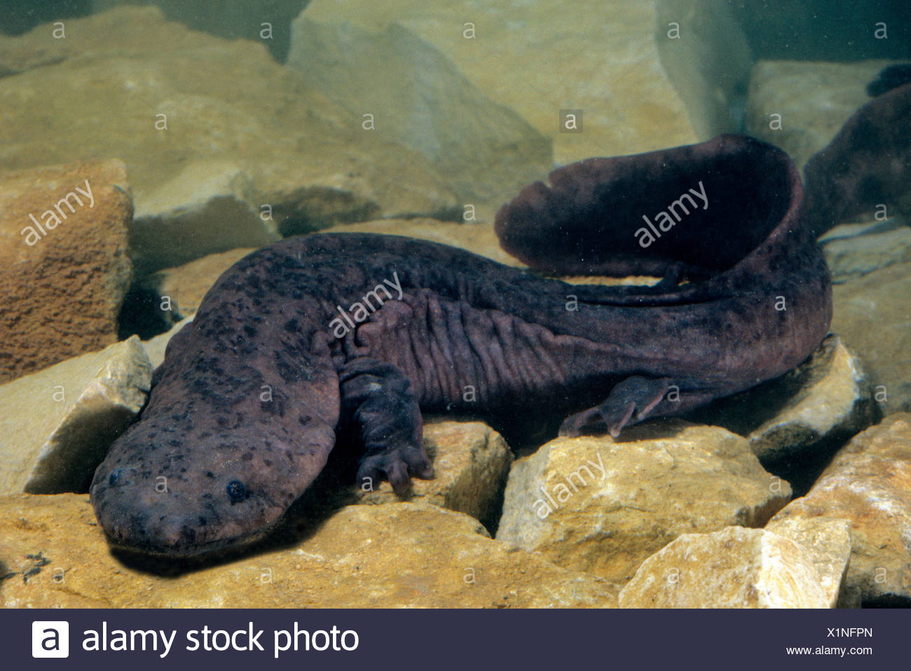 Chinese Giant Salamander Stock Photos & Chinese Giant Salamander Stock ...