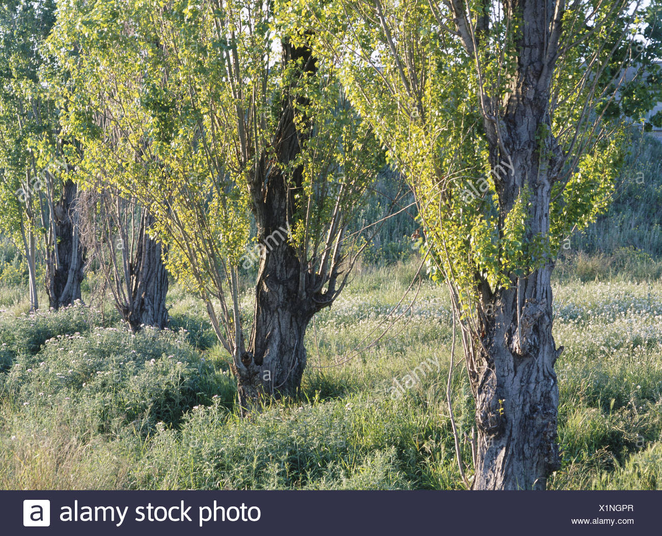 Populus Nigra Italica Stock Photos & Populus Nigra Italica Stock Images ...