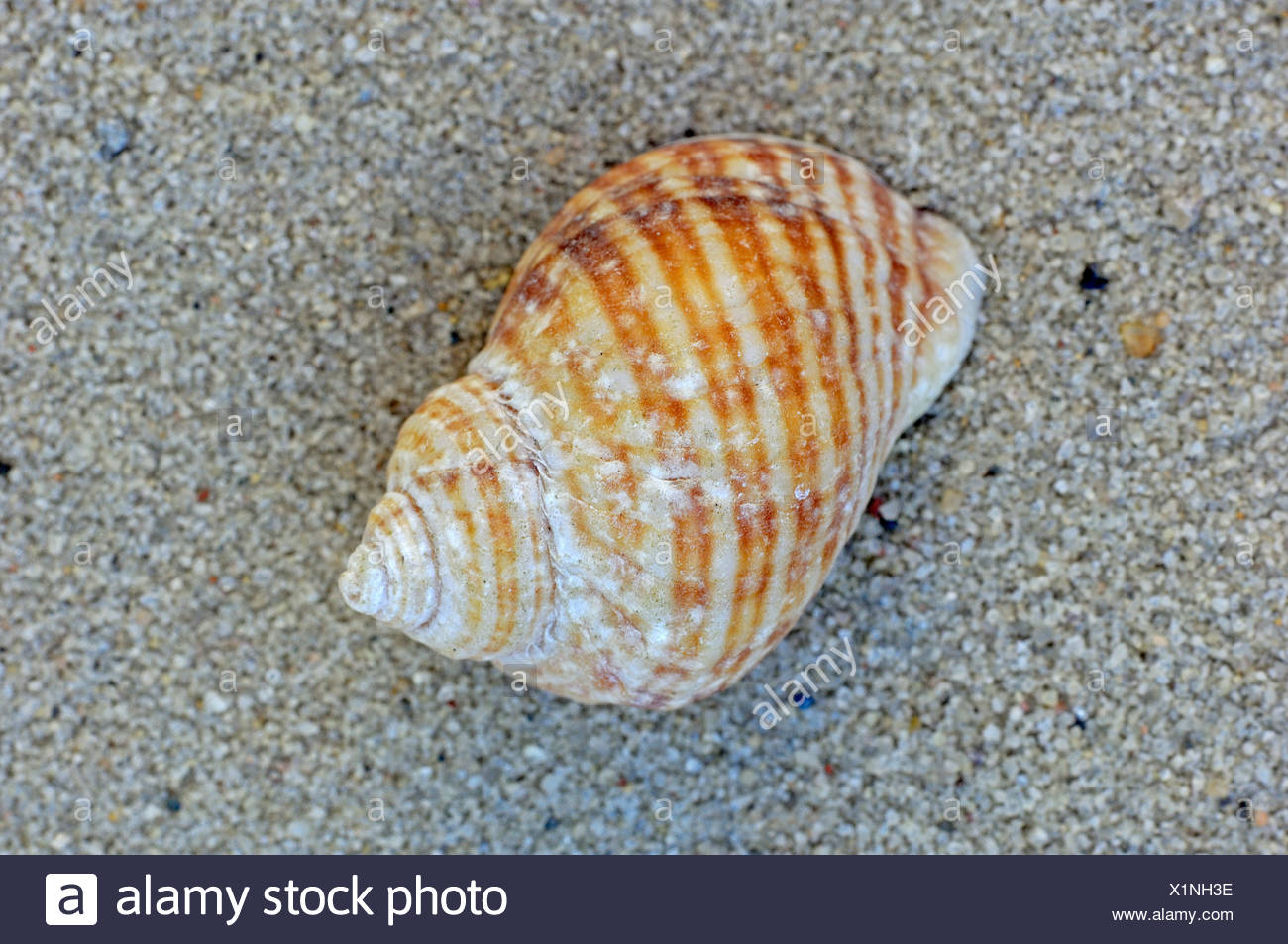 Dog Whelks Stock Photos & Dog Whelks Stock Images - Alamy