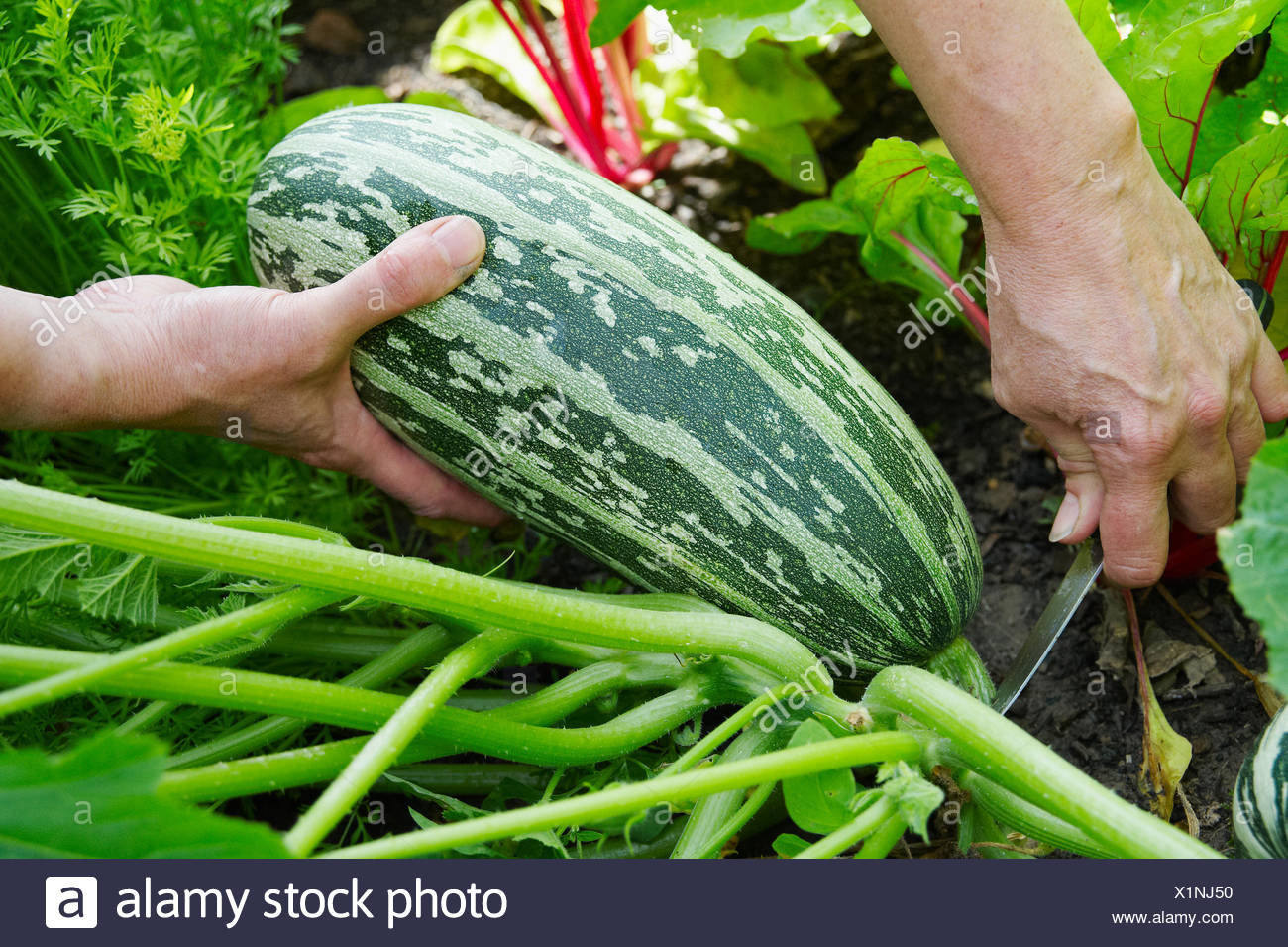 Marrow Plant Stock Photos & Marrow Plant Stock Images - Alamy
