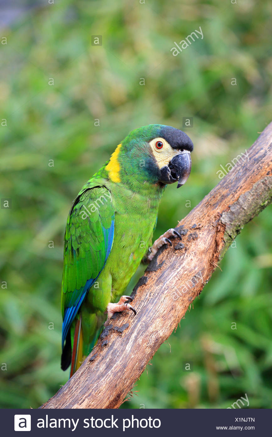Golden Collared Macaw Or Yellow Collared Macaw High Resolution Stock ...