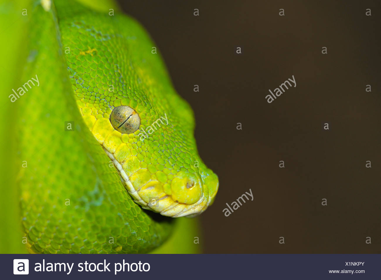 Morelia Viridis High Resolution Stock Photography and Images - Alamy