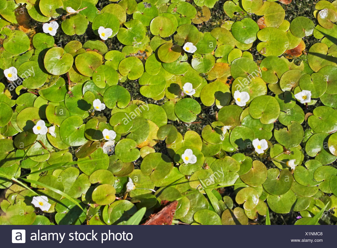 Waterweeds Stock Photos & Waterweeds Stock Images - Alamy