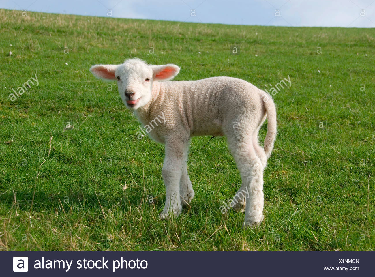 Lambs Tongue Stock Photos & Lambs Tongue Stock Images - Alamy