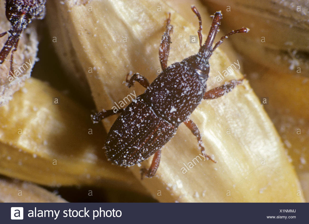 Grain Weevil Sitophilus Granarius High Resolution Stock Photography and ...