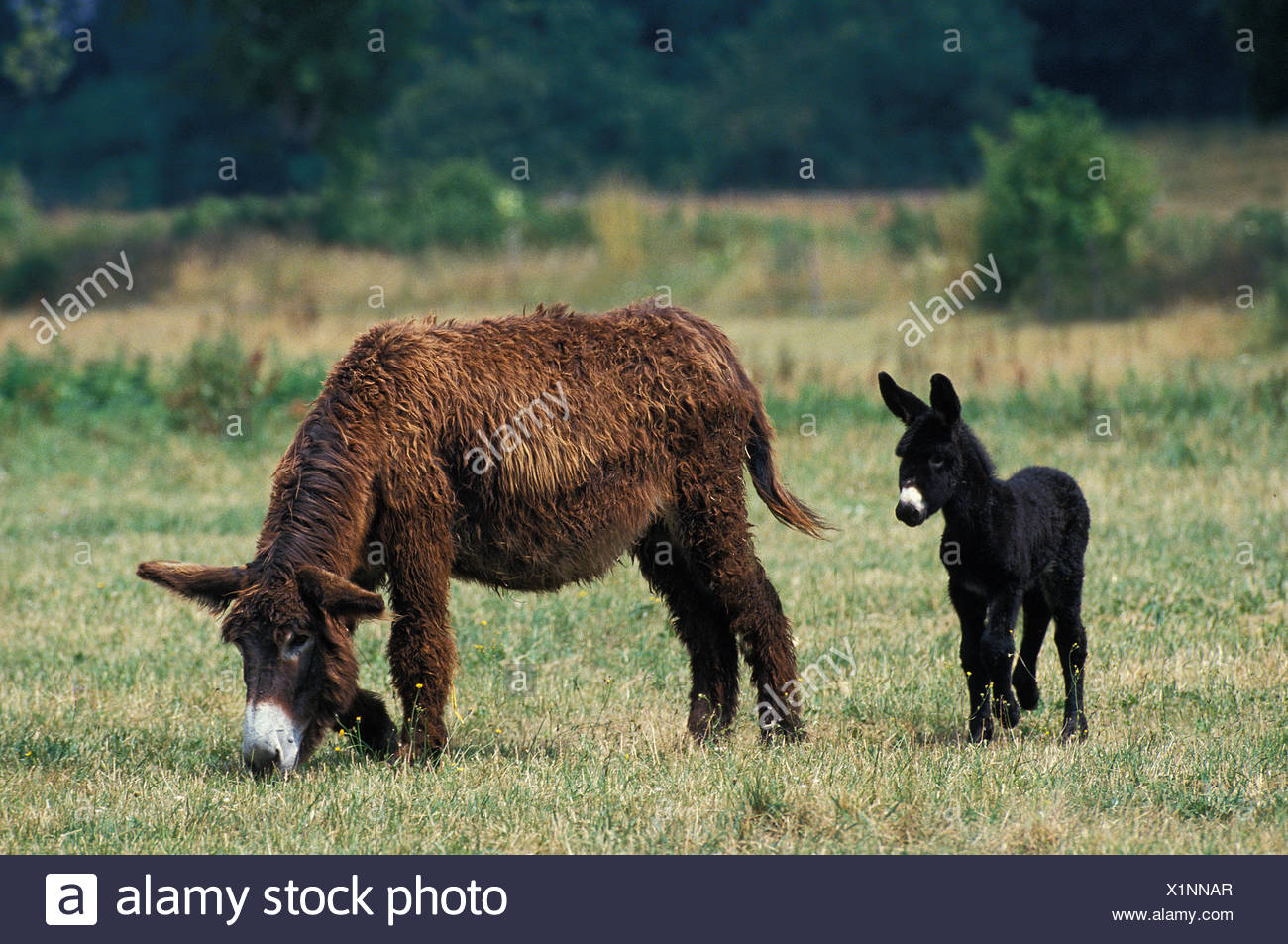 Donkey Mare And Foal High Resolution Stock Photography and Images - Alamy