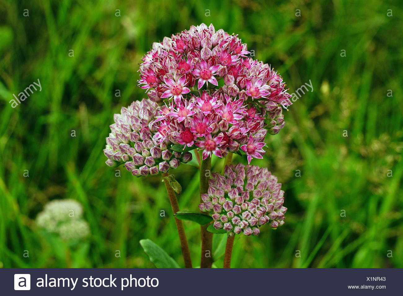 Live Forever Plant High Resolution Stock Photography and Images - Alamy