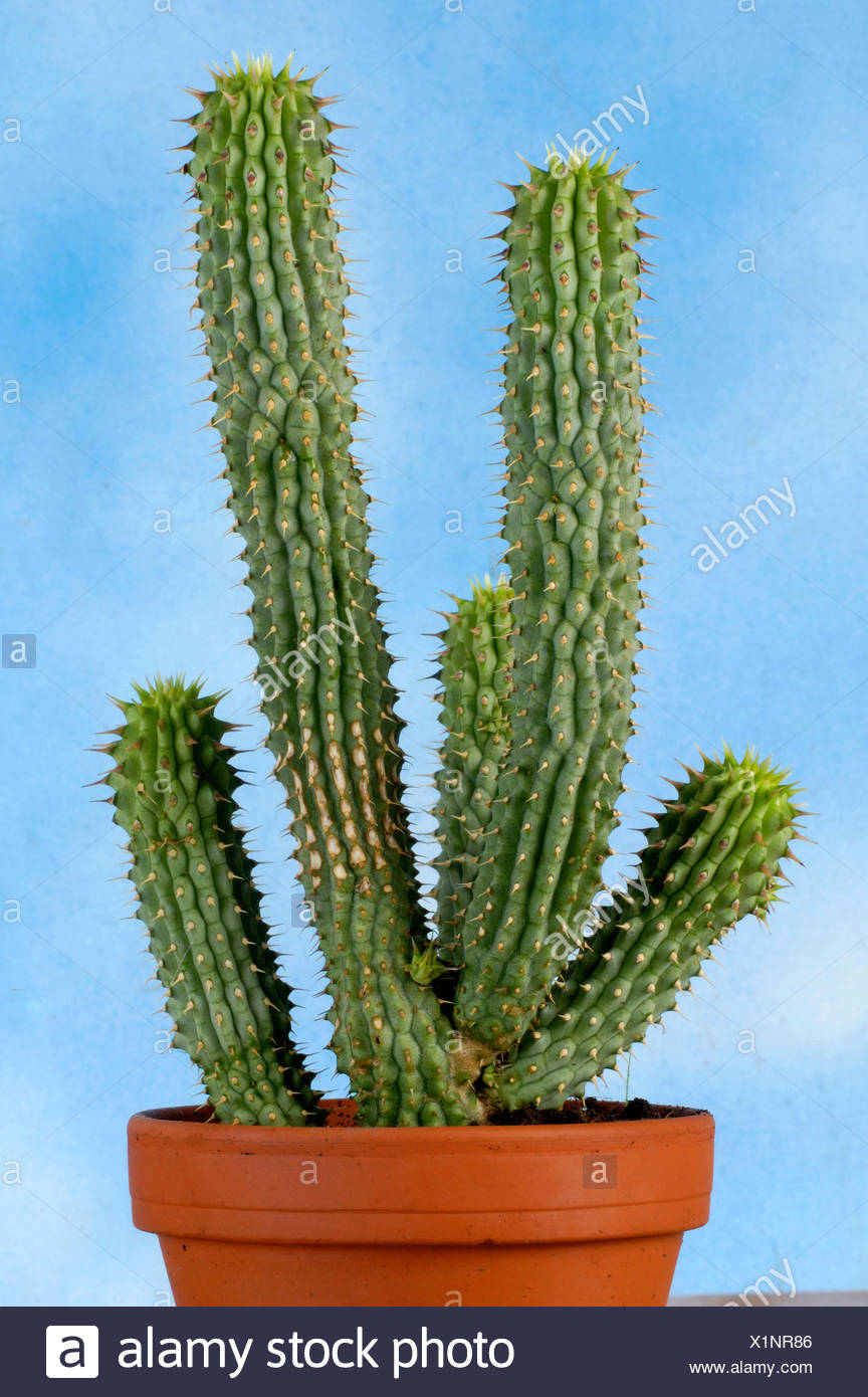Hoodia Gordonii High Resolution Stock Photography and Images - Alamy
