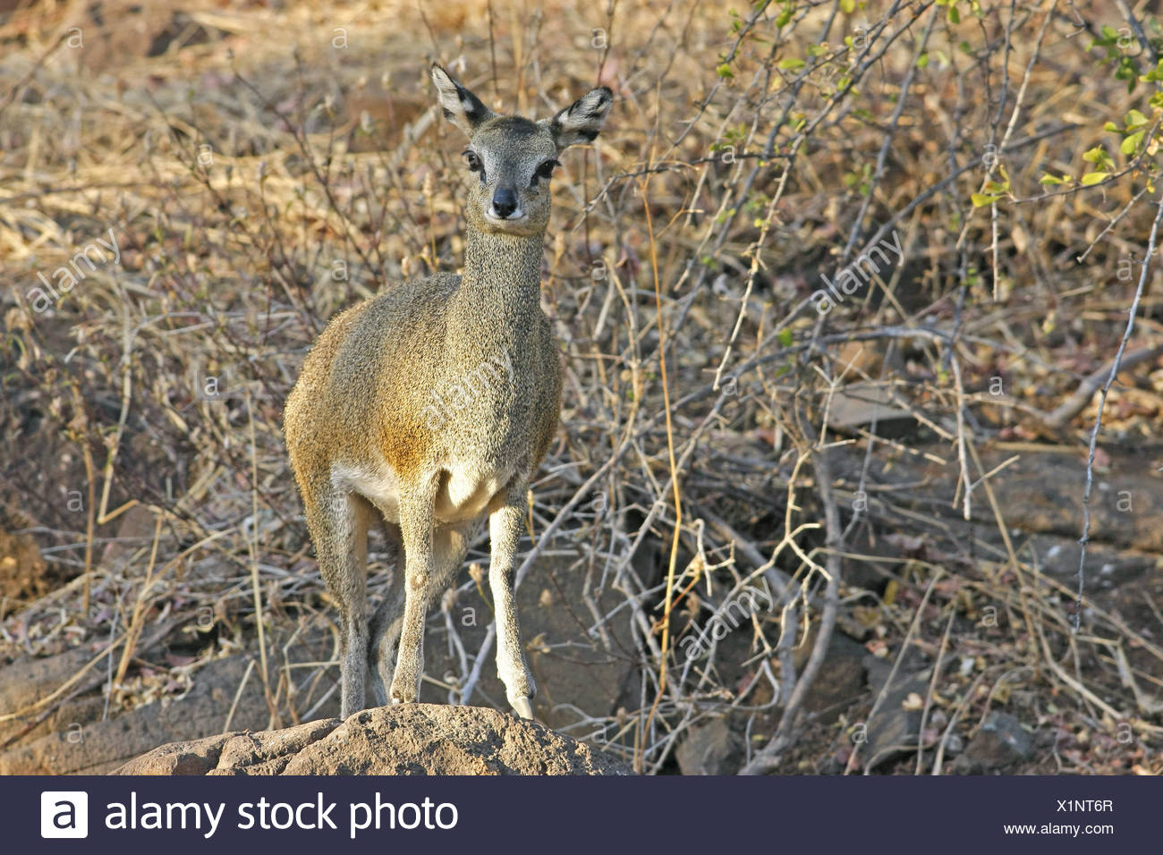 Klipspringers High Resolution Stock Photography and Images - Alamy