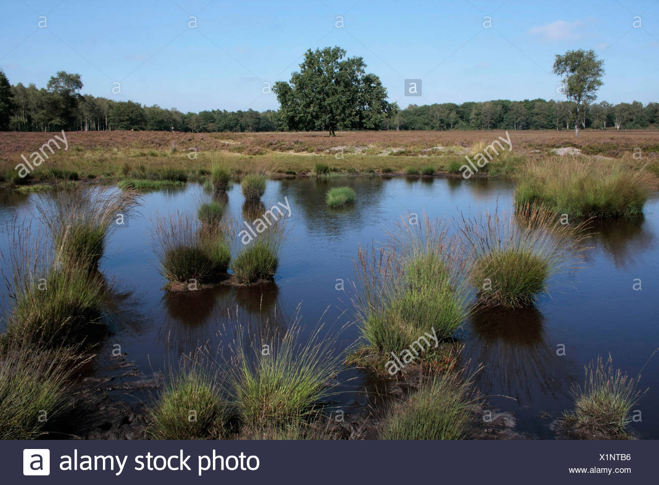 Heideveld High Resolution Stock Photography and Images - Alamy