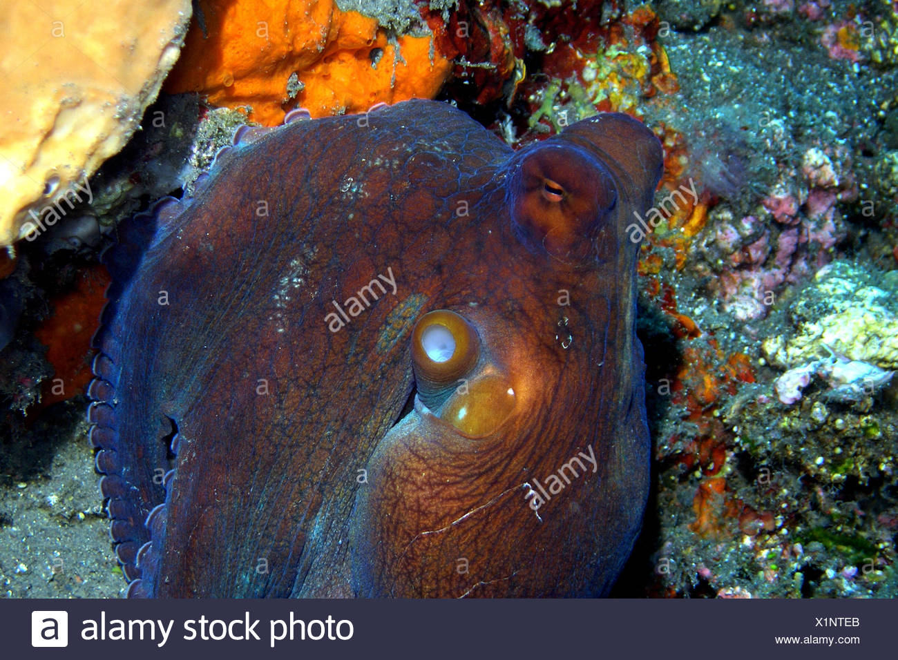 Octopus Cave High Resolution Stock Photography and Images - Alamy