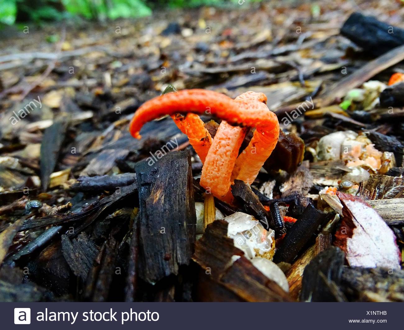 Ground Fungus Stock Photos & Ground Fungus Stock Images - Alamy