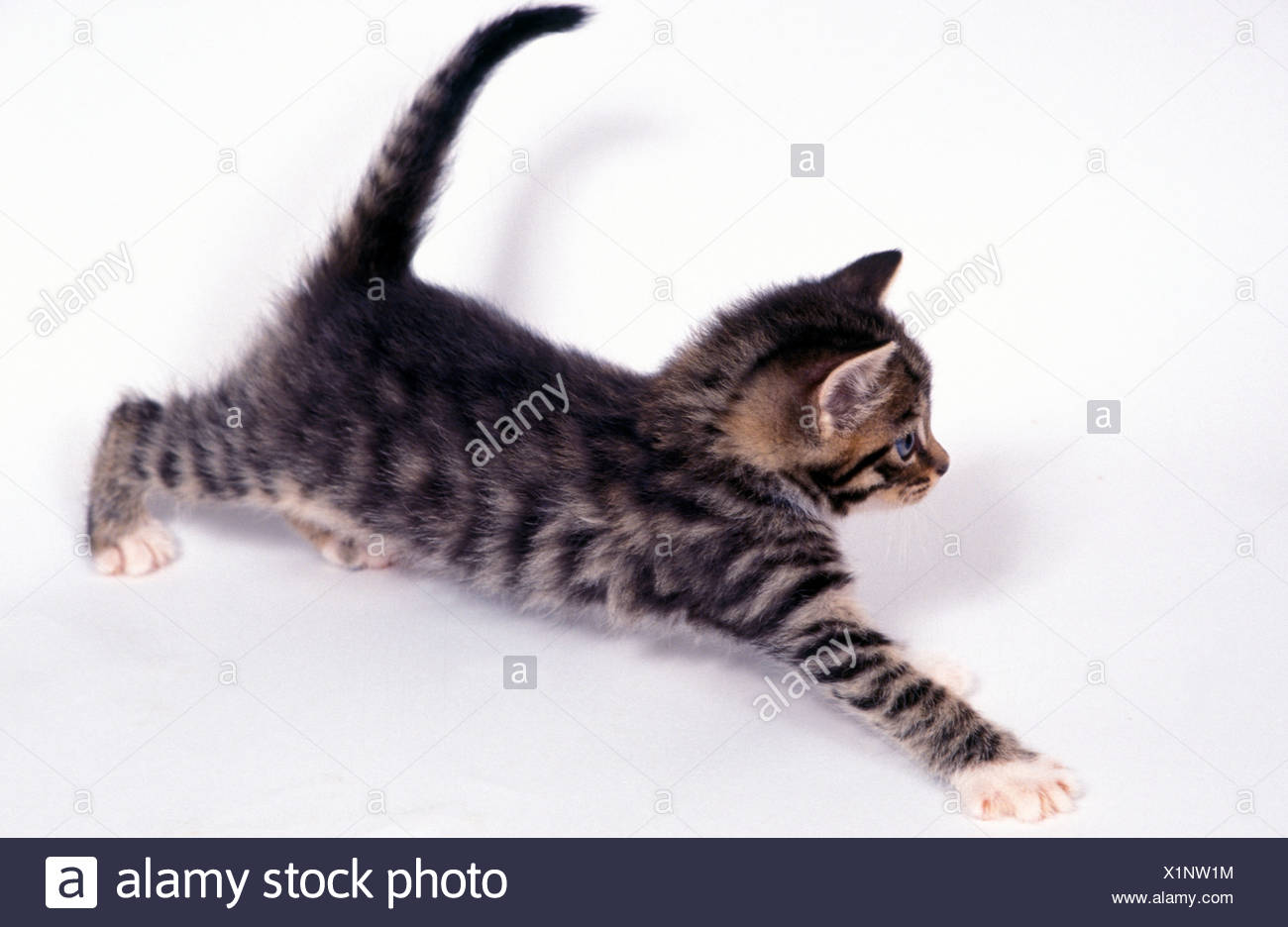 Cat Pouncing High Resolution Stock Photography and Images - Alamy