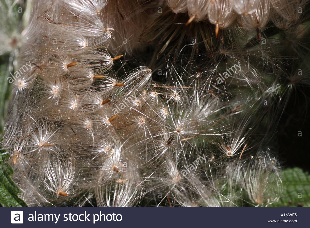 Airborne Seeds High Resolution Stock Photography and Images - Alamy