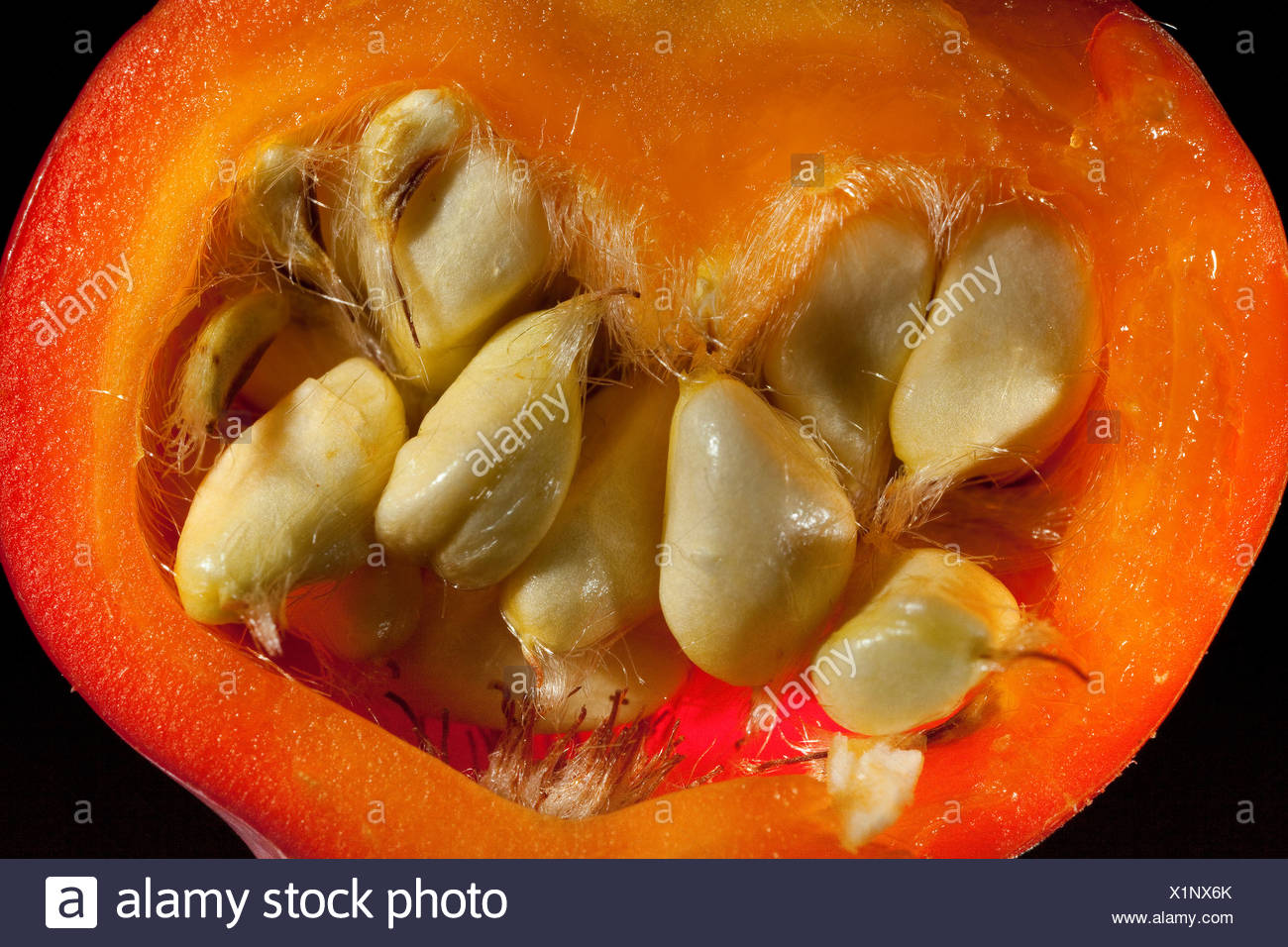 Rose Plant Cross Section High Resolution Stock Photography and Images ...