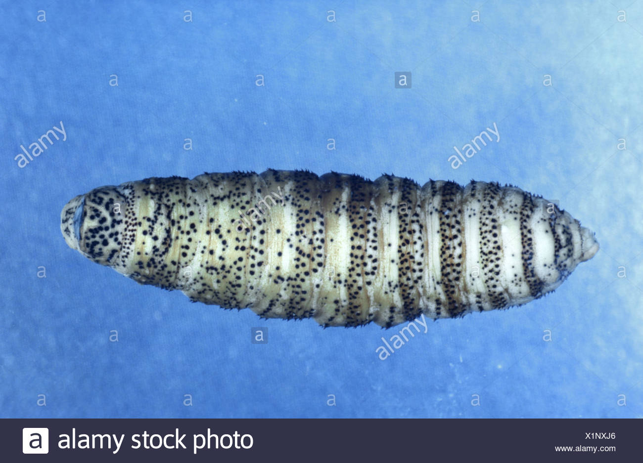 Warble Fly High Resolution Stock Photography and Images - Alamy