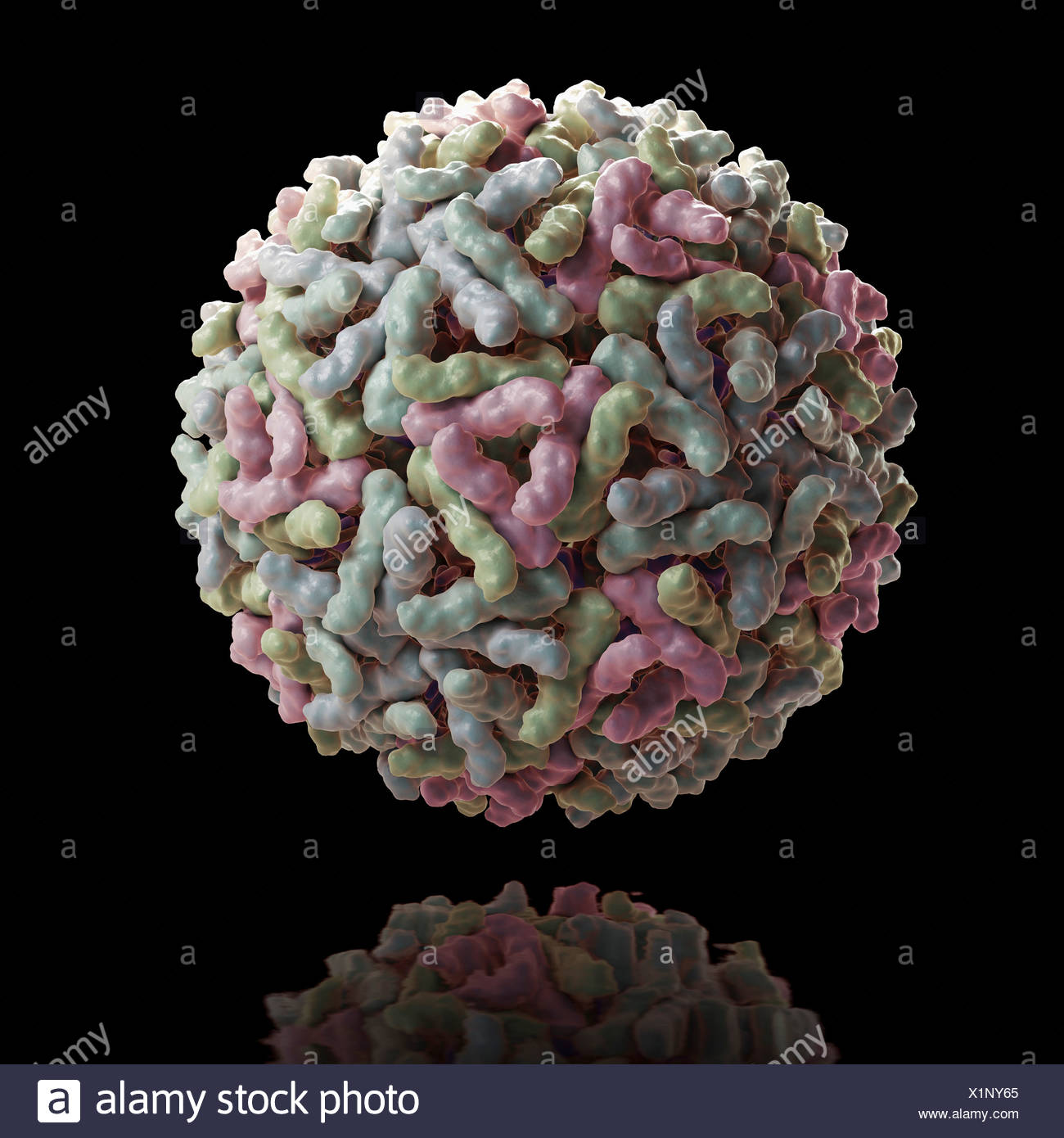Alphavirus High Resolution Stock Photography and Images - Alamy