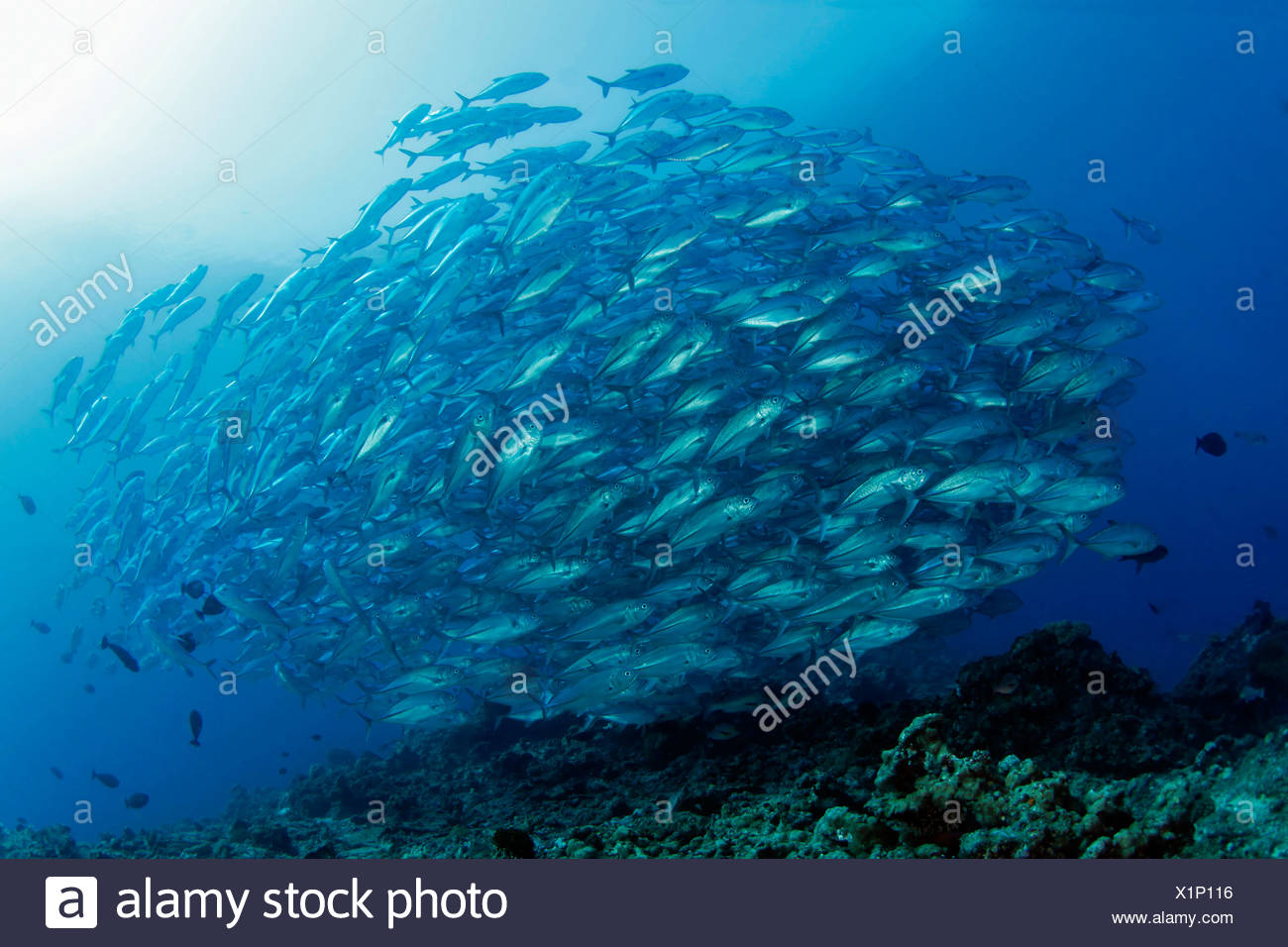 Blue Trevally High Resolution Stock Photography and Images - Alamy