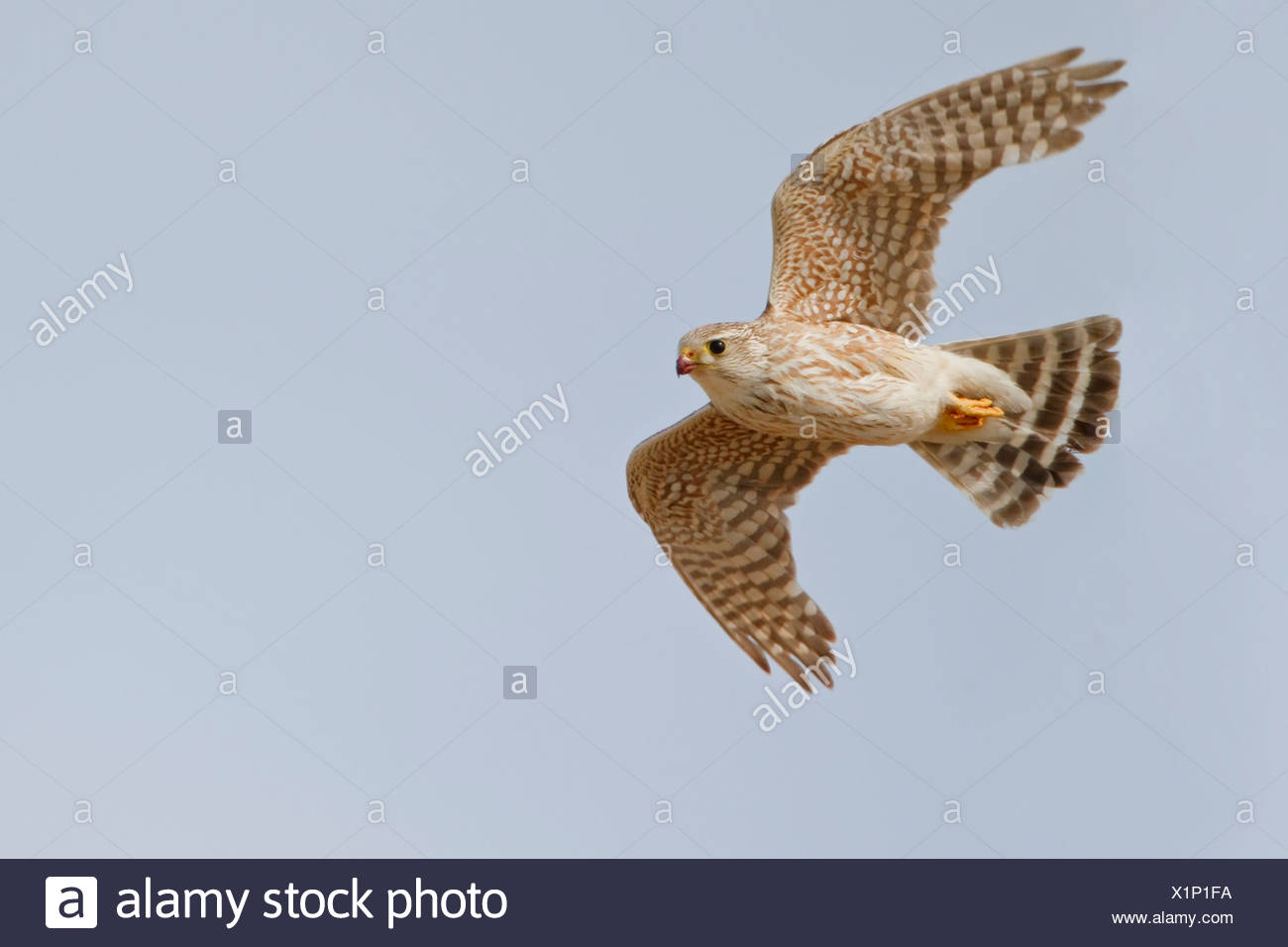Merlin Bird Flying Stock Photos & Merlin Bird Flying Stock Images - Alamy