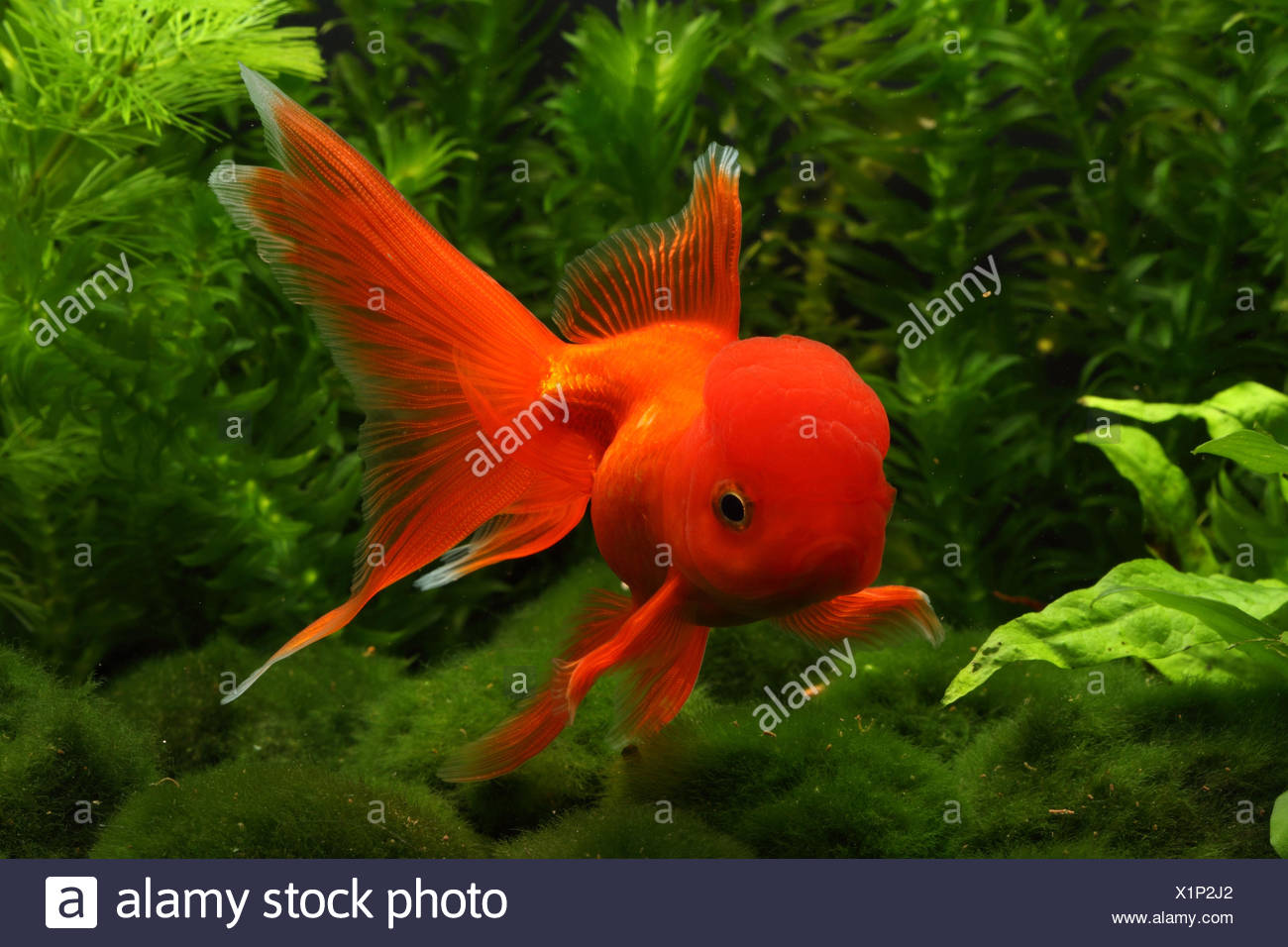 Red Oranda Goldfish High Resolution Stock Photography and Images - Alamy