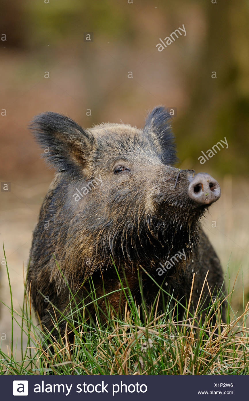 Lying Down Wild Boar High Resolution Stock Photography and Images - Alamy
