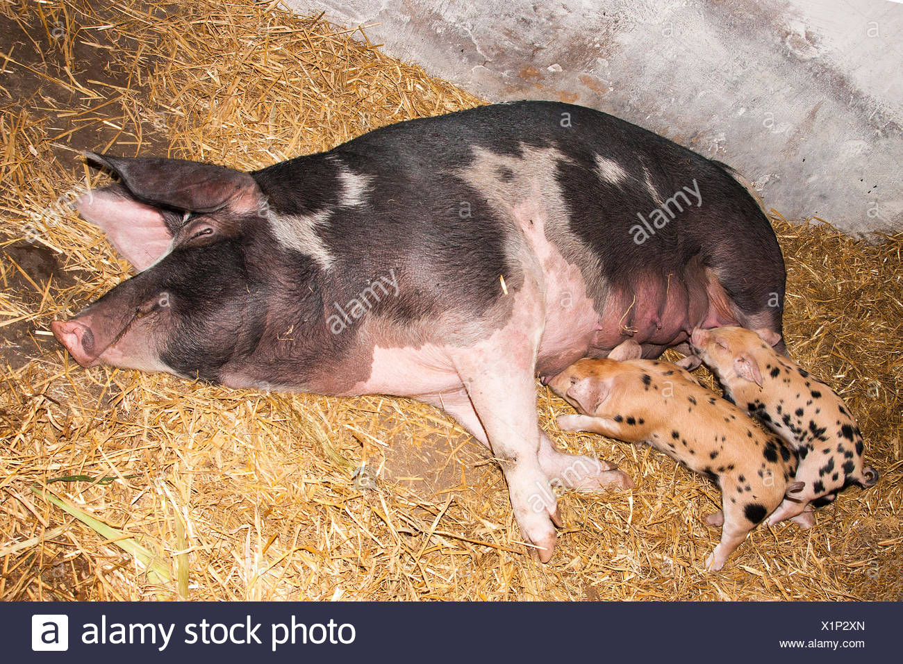 Landrace Pig Stock Photos & Landrace Pig Stock Images - Alamy