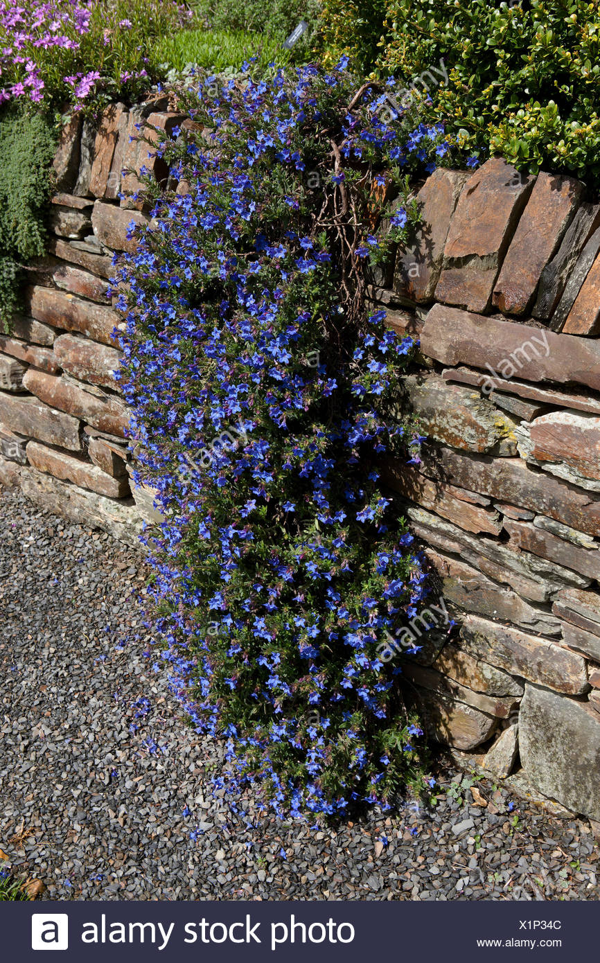 Lithodora Diffusa Grace Ward High Resolution Stock Photography and ...