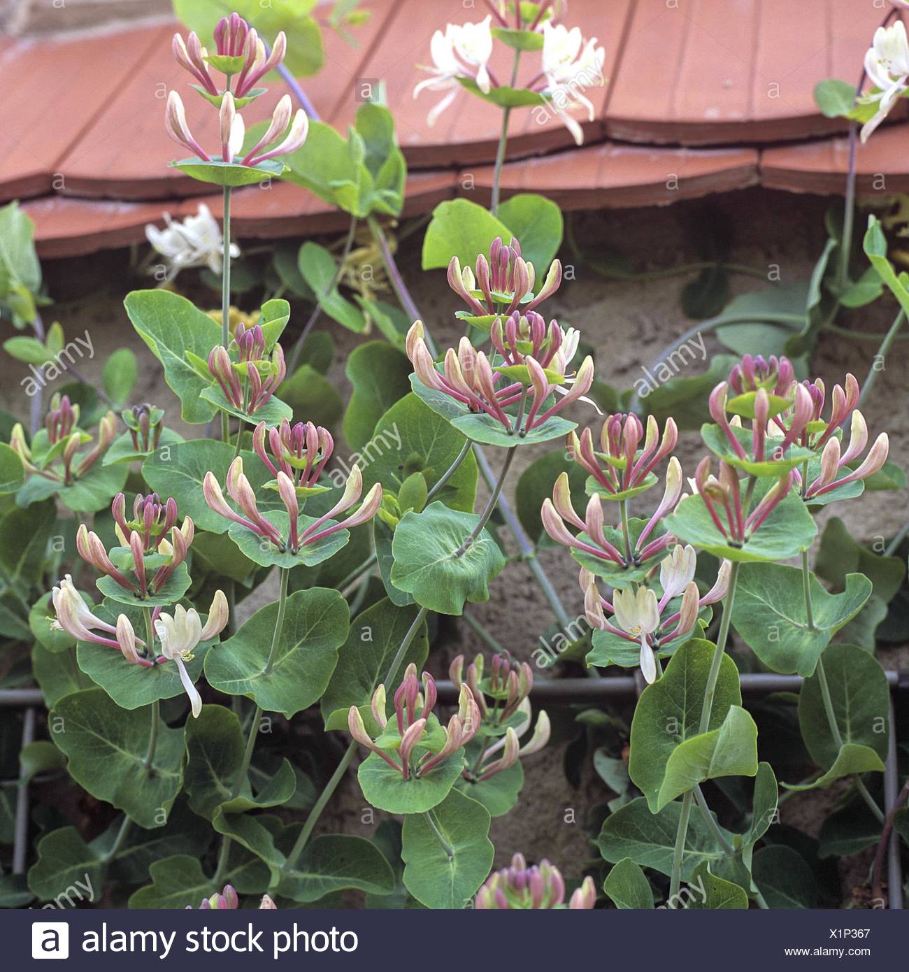 Perfoliate High Resolution Stock Photography and Images - Alamy