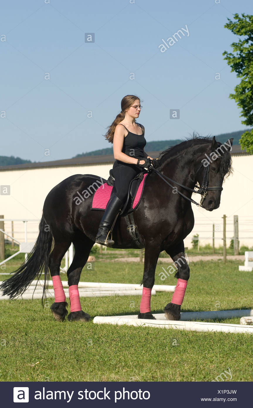 Friesian Horse With Rider High Resolution Stock Photography and Images ...