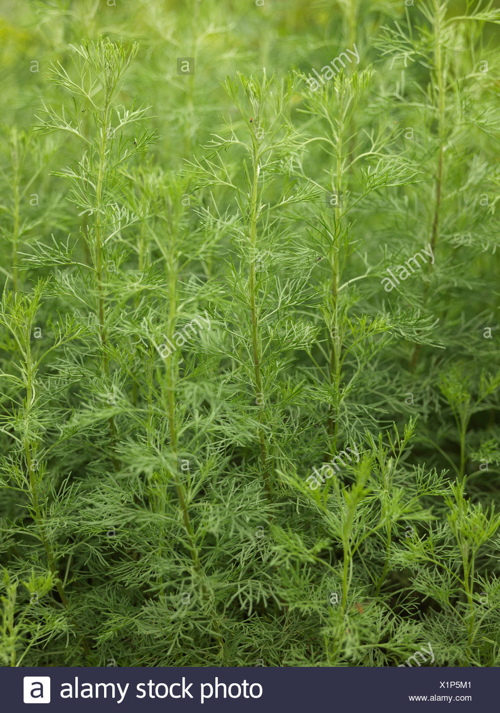 Common Rue Plants High Resolution Stock Photography and Images - Alamy