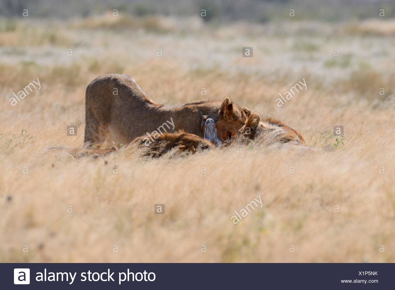 African Springbok High Resolution Stock Photography and Images - Alamy
