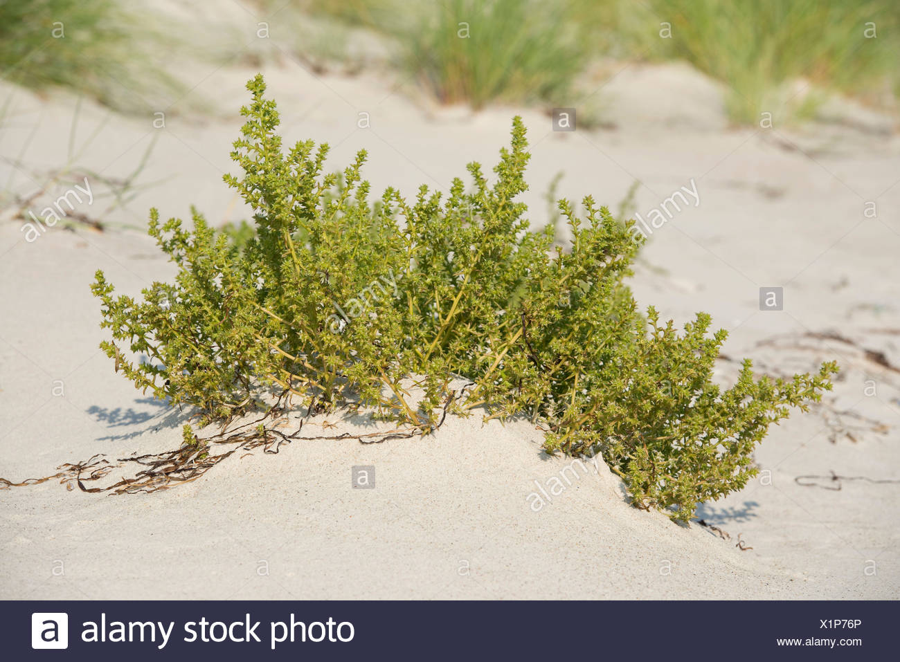 Saltwort Stock Photos & Saltwort Stock Images - Alamy
