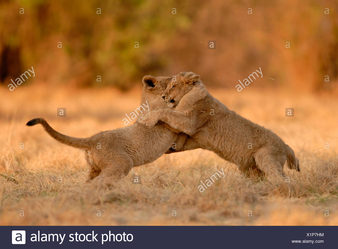Lions Hugging Stock Photos & Lions Hugging Stock Images - Alamy