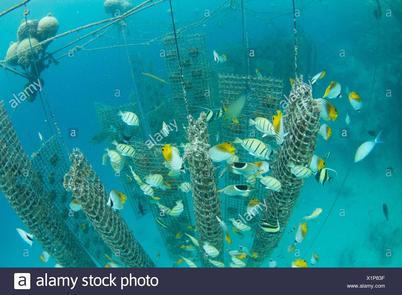 Pearl Farming Stock Photos & Pearl Farming Stock Images - Alamy