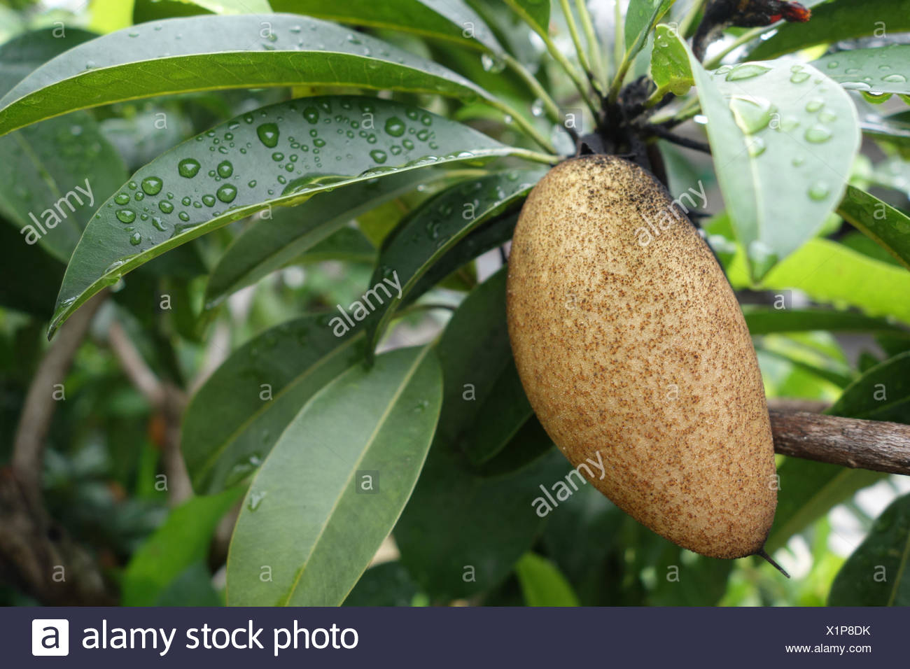 Sapodilla Tree Stock Photos & Sapodilla Tree Stock Images - Alamy