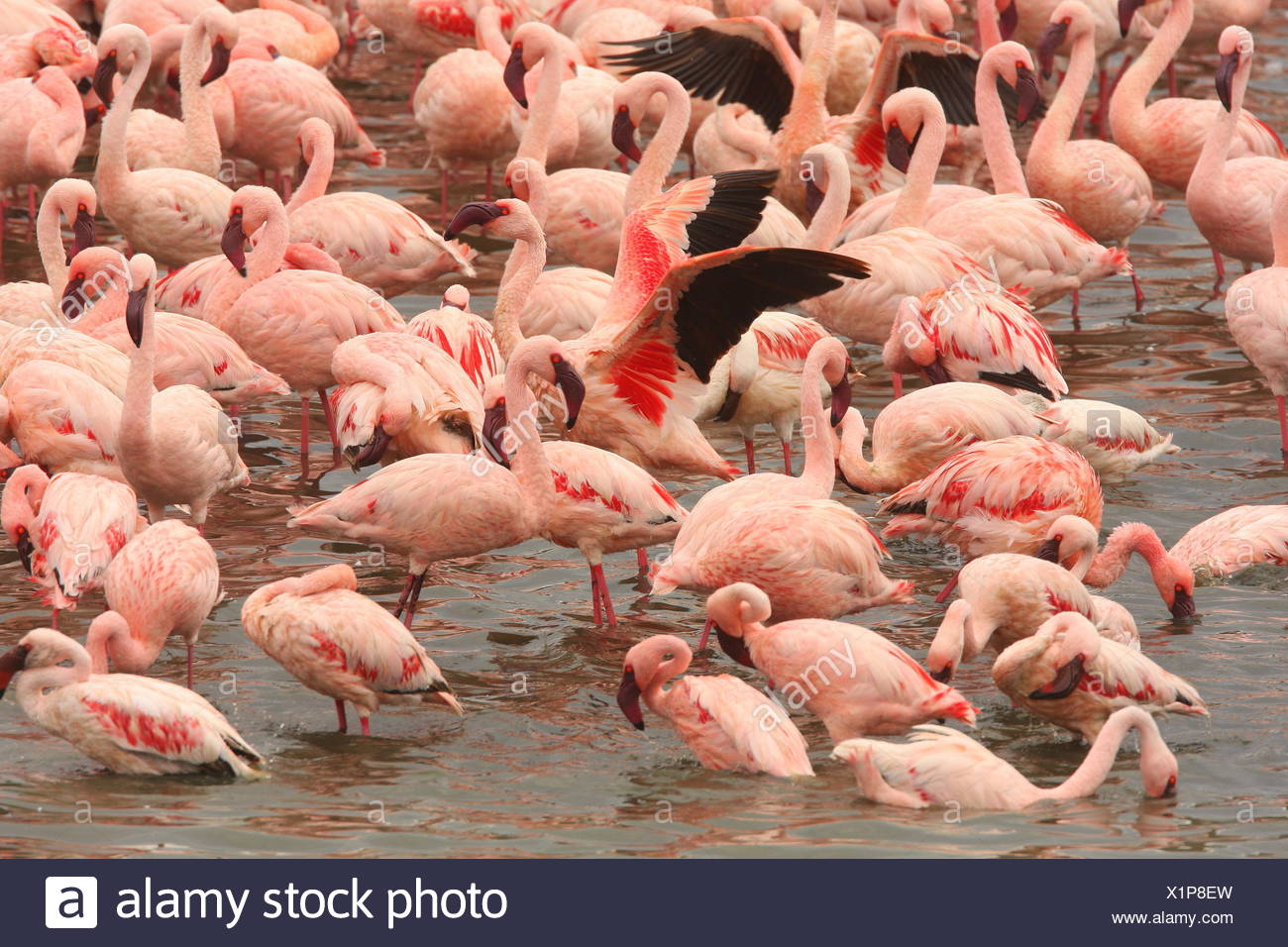 Lesser Flamingos Stock Photos & Lesser Flamingos Stock Images - Alamy