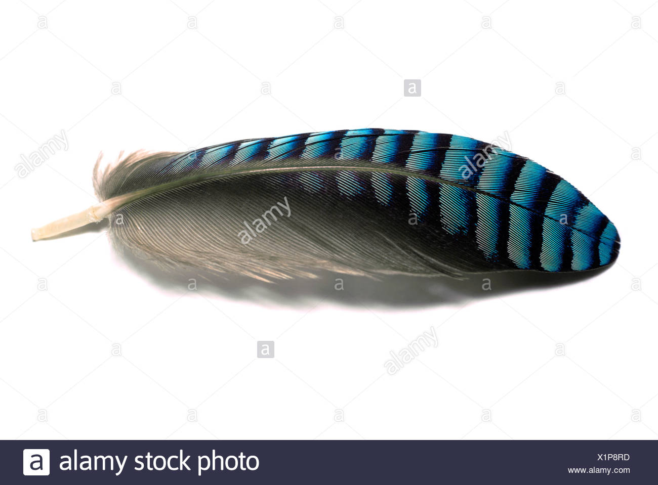 Jay Bird Wing High Resolution Stock Photography and Images - Alamy