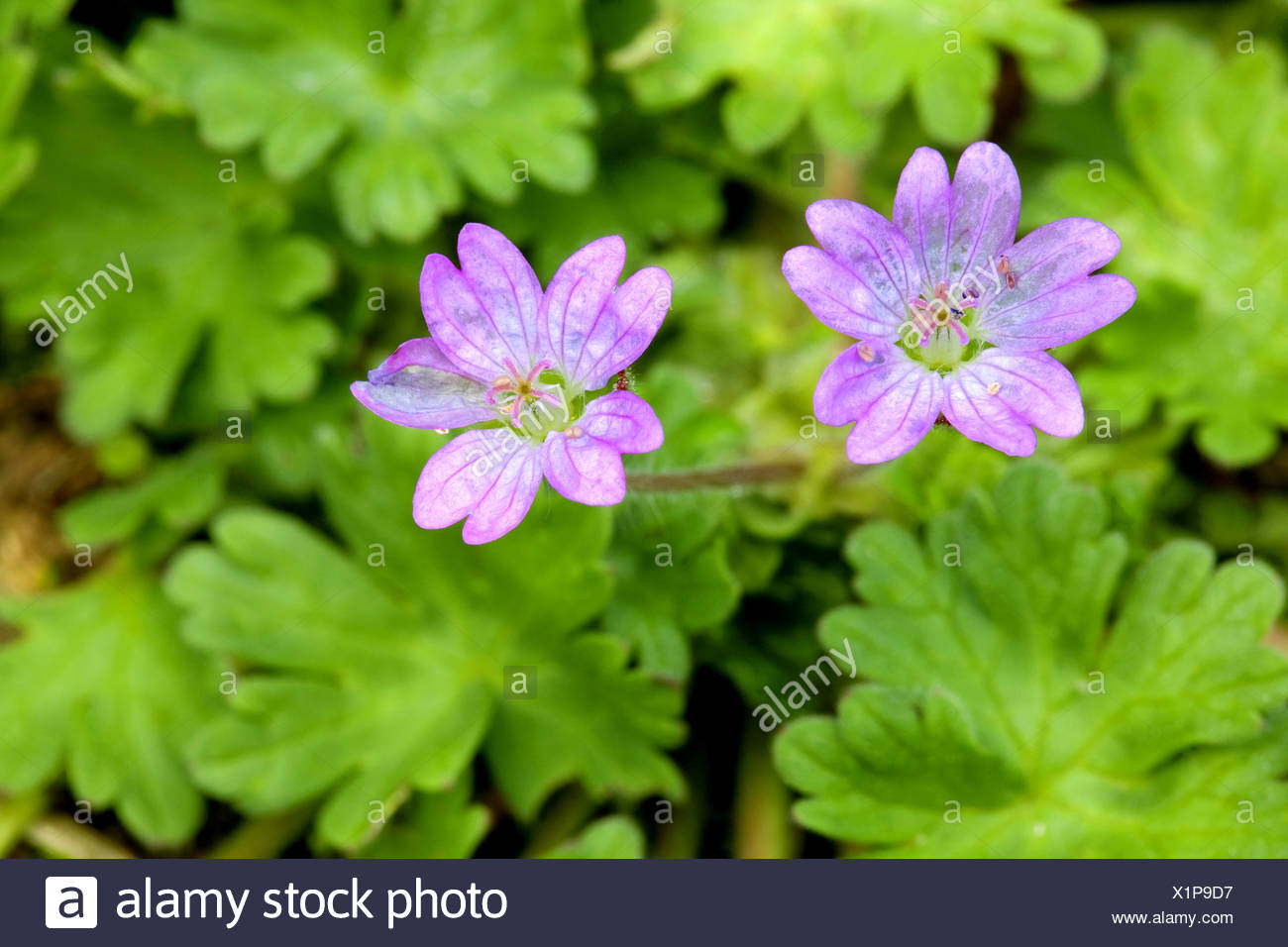 Dovefoot Geraniums High Resolution Stock Photography and Images - Alamy