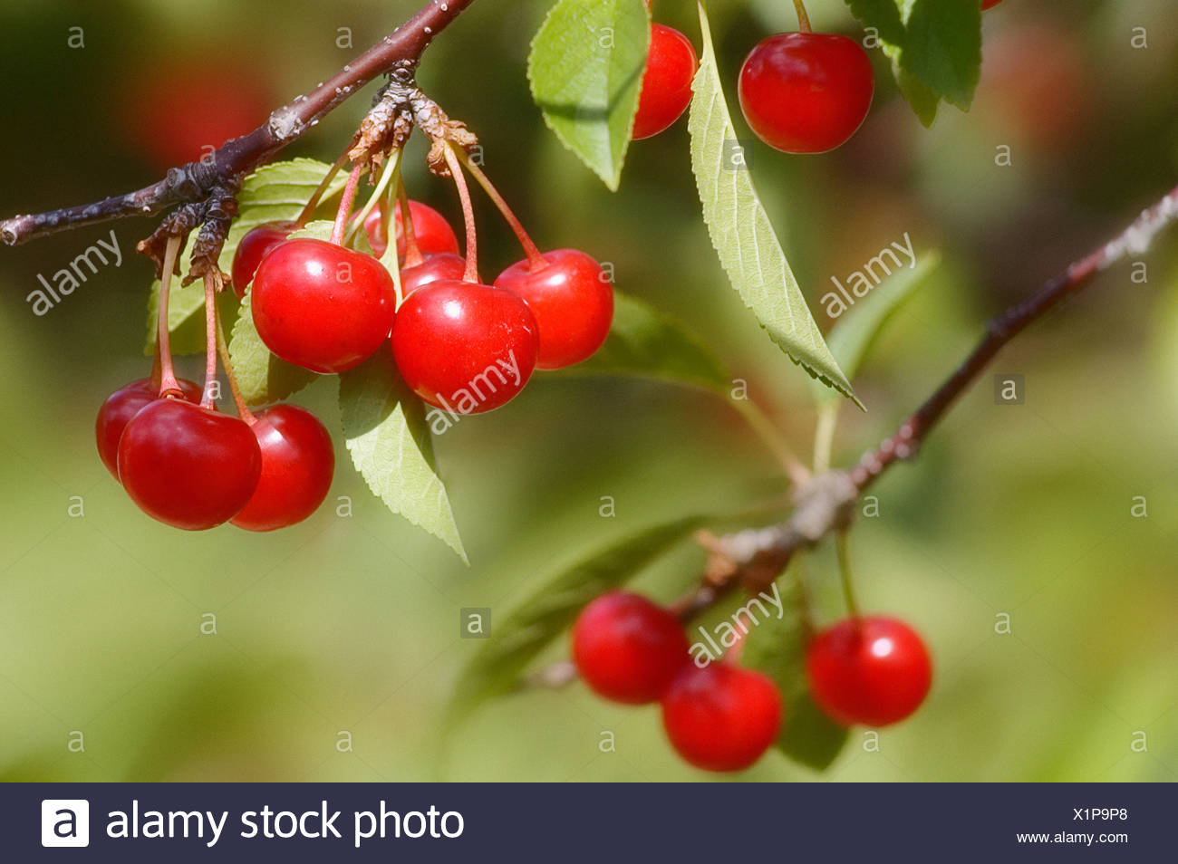 Cherry B Stock Photos & Cherry B Stock Images - Alamy