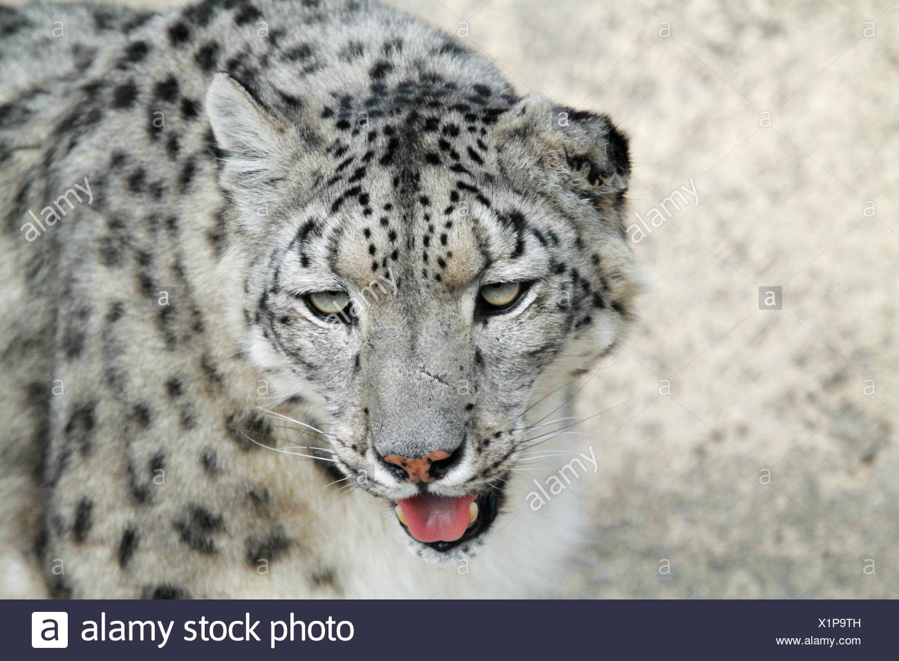 Snow Leopard In Profile In Stock Photos & Snow Leopard In Profile In ...