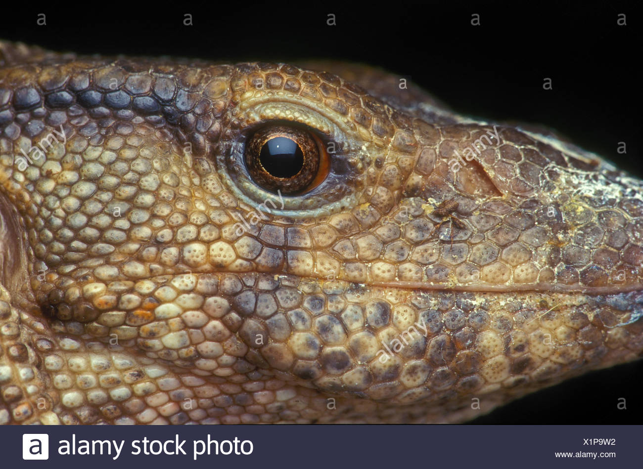 Varanus Exanthematicus High Resolution Stock Photography and Images - Alamy