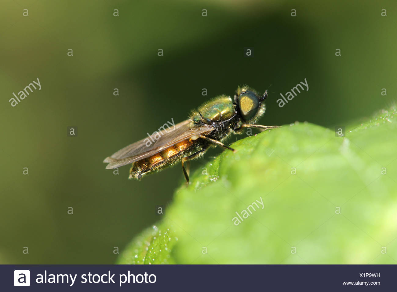 Soldier Flies High Resolution Stock Photography and Images - Alamy