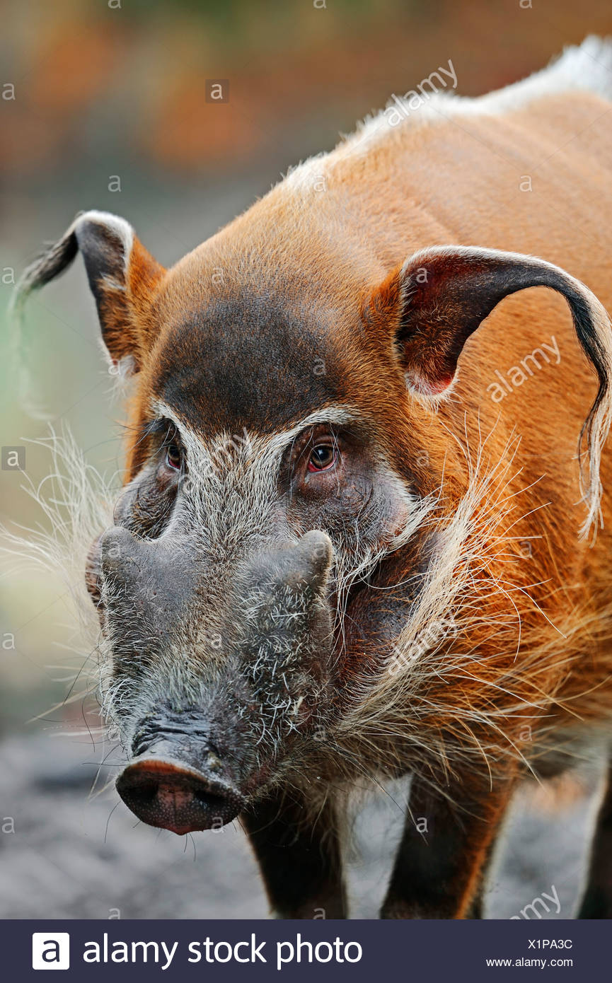 Bush Pigs High Resolution Stock Photography and Images - Alamy