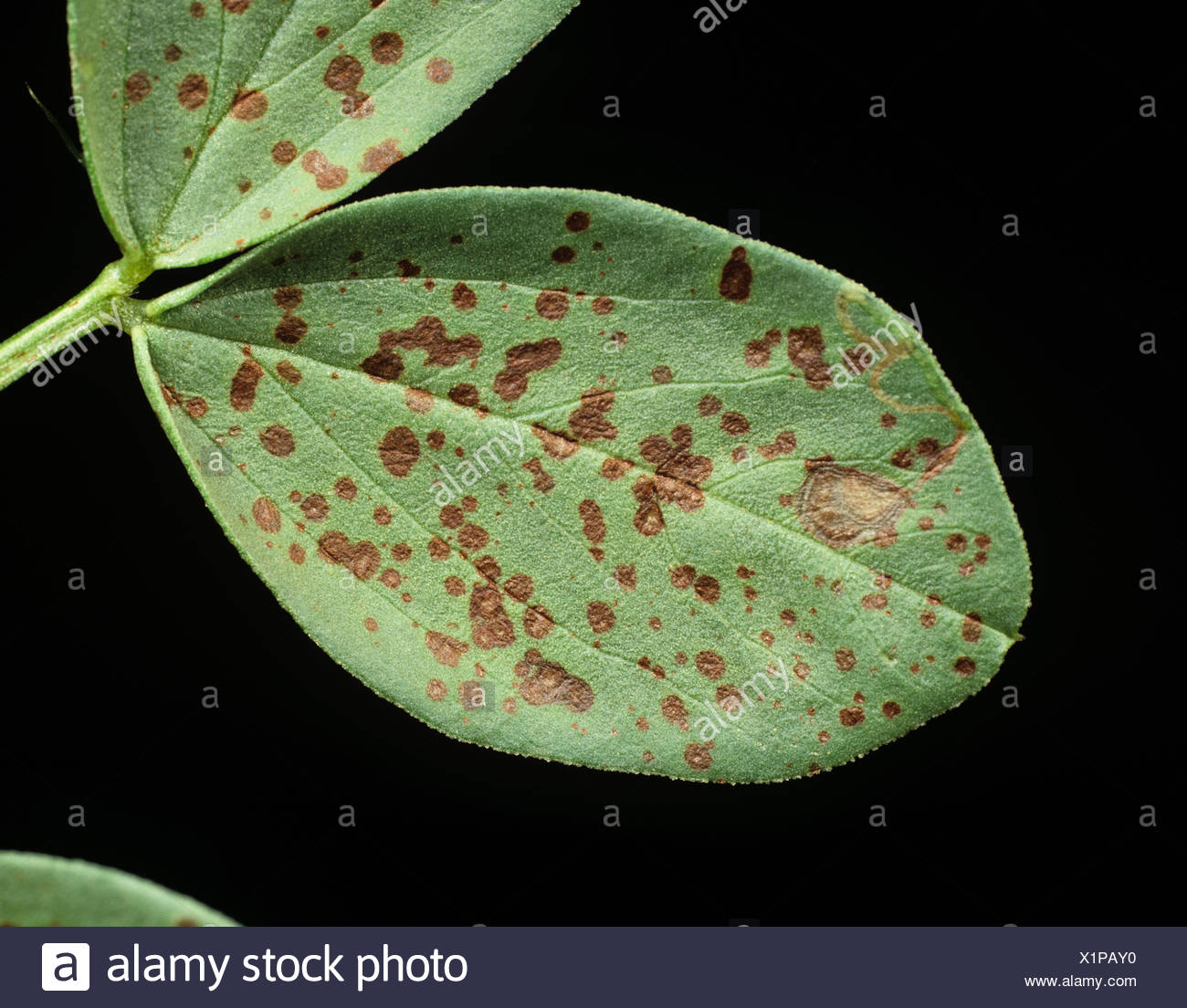 Faba Bean Disease Stock Photos & Faba Bean Disease Stock Images - Alamy
