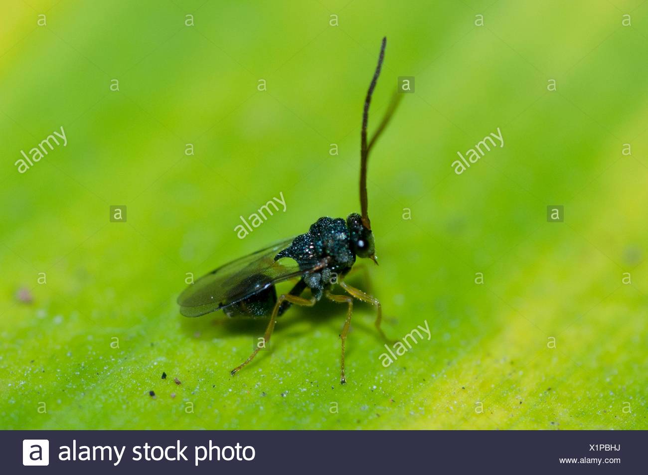 Parasitic Arthropod High Resolution Stock Photography and Images - Alamy