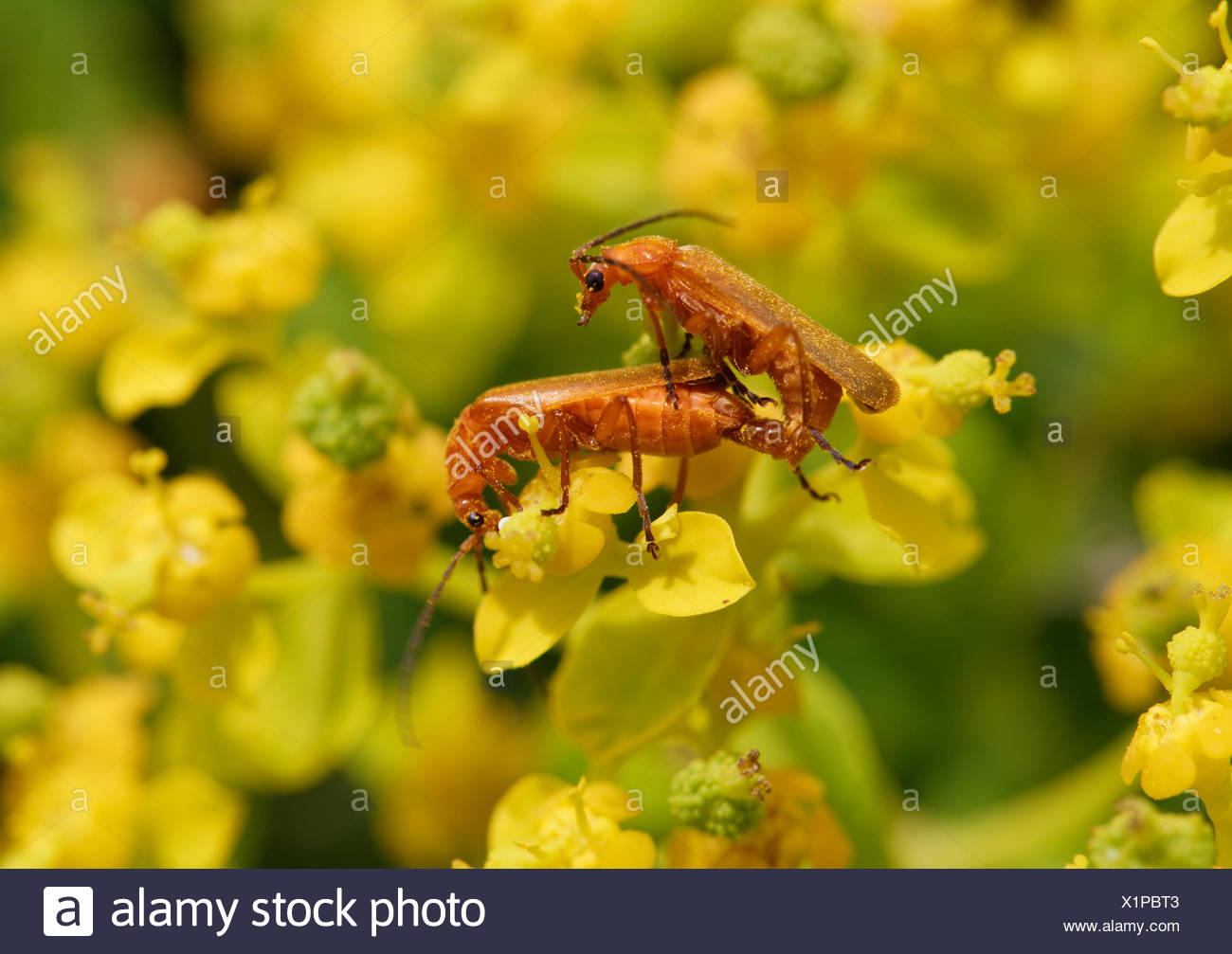 Mating Soldier Beetles High Resolution Stock Photography and Images - Alamy
