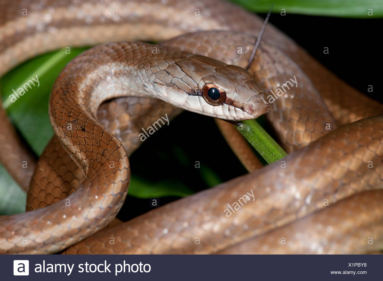 Brown Snake High Resolution Stock Photography and Images - Alamy