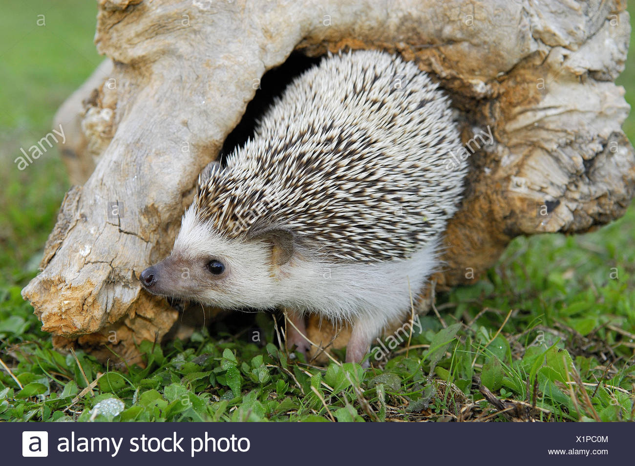 Atelerix High Resolution Stock Photography and Images - Alamy